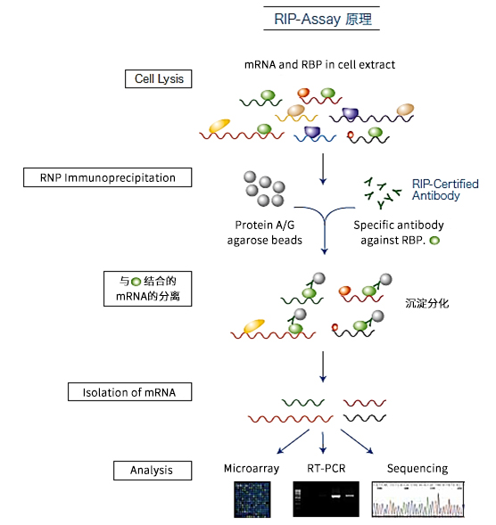 RIP Assay Kit - 武汉安特捷生物技术有限公司